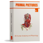 Primal Pictures | Anatomy and Physiology Solution